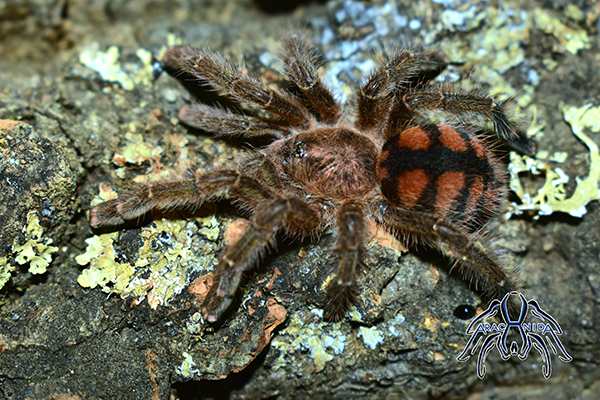 Tarántulas en existencia – ARACHNIDA