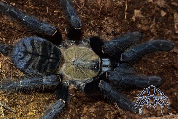 Tarántulas en existencia – ARACHNIDA