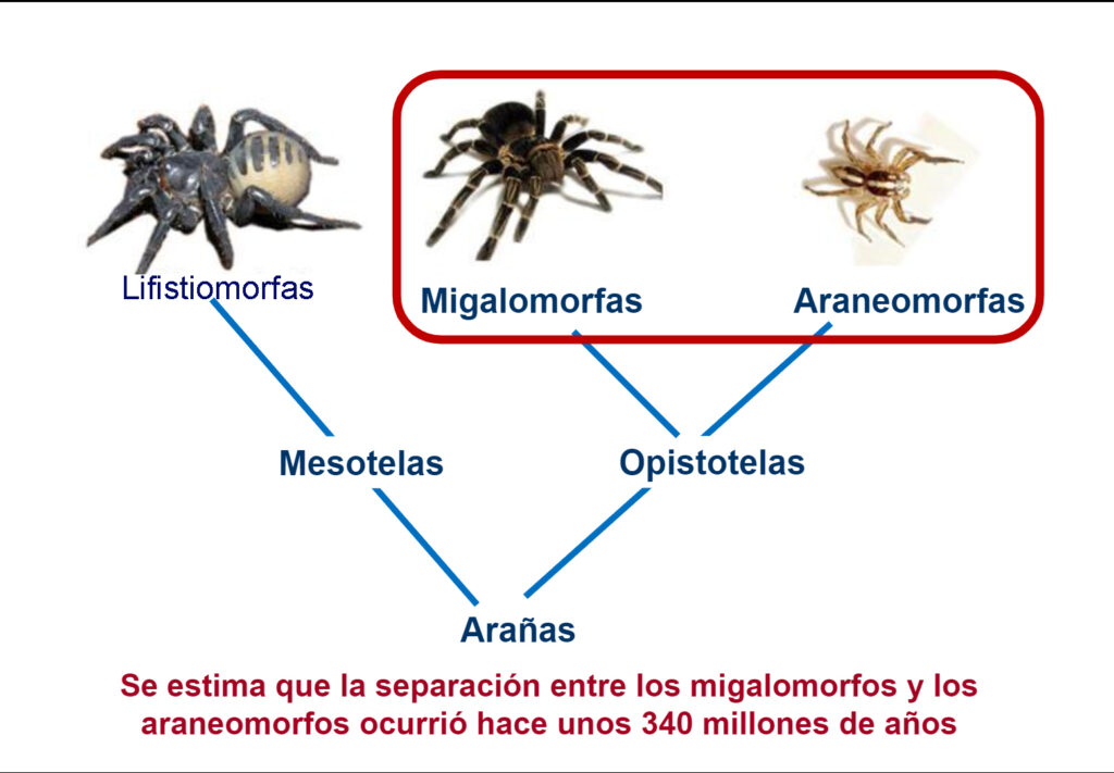 ¿Qué es una tarántula?