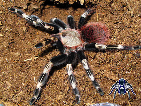 Ejemplares sexados – ARACHNIDA