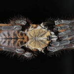 Tarántulas en existencia – ARACHNIDA