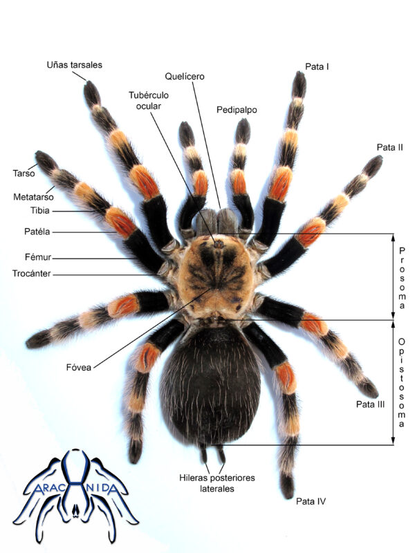 Anatomia – ARACHNIDA