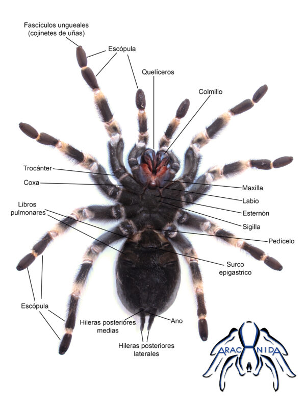 Anatomia – ARACHNIDA