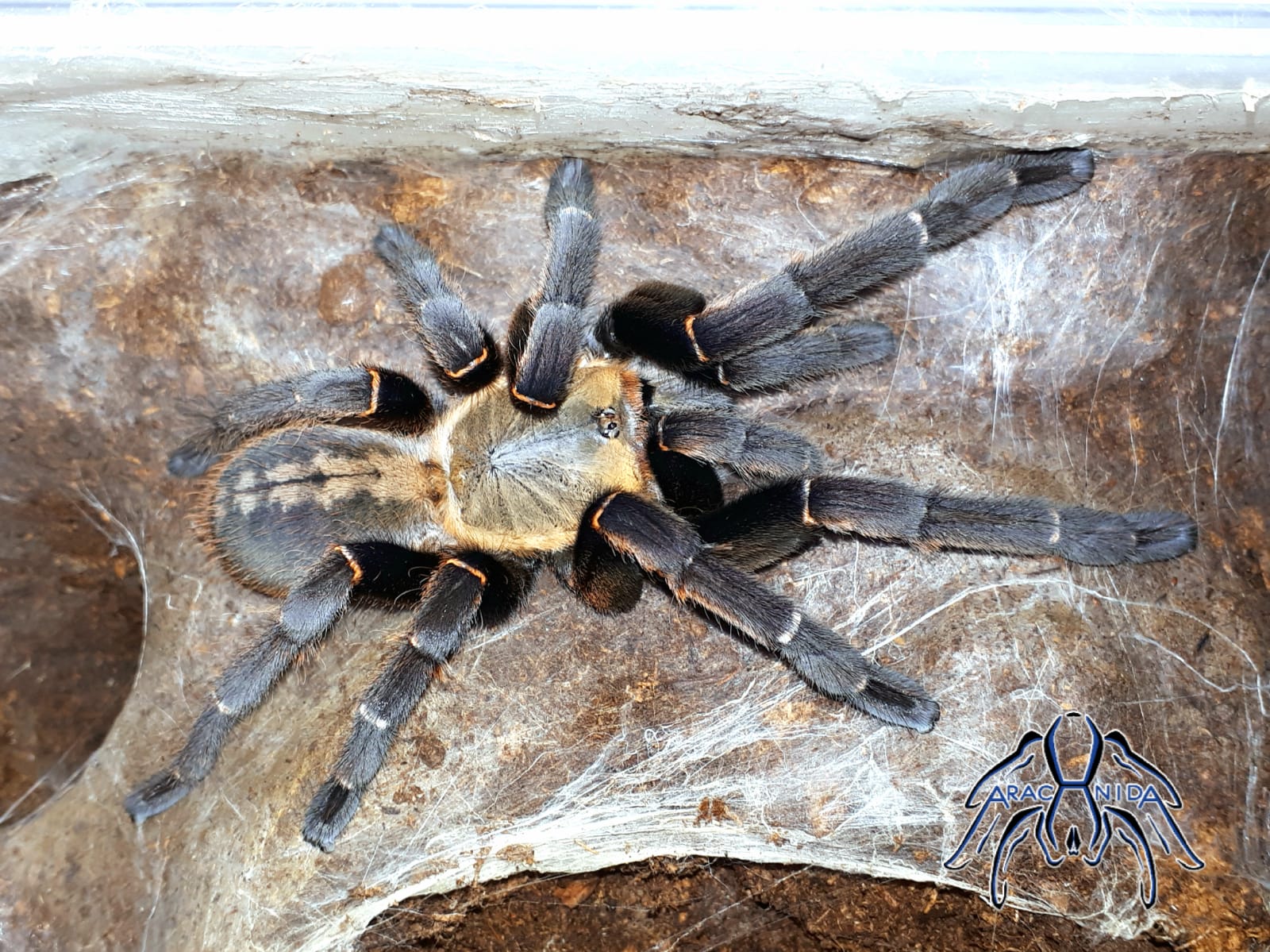 Ofertas mayoristas – ARACHNIDA