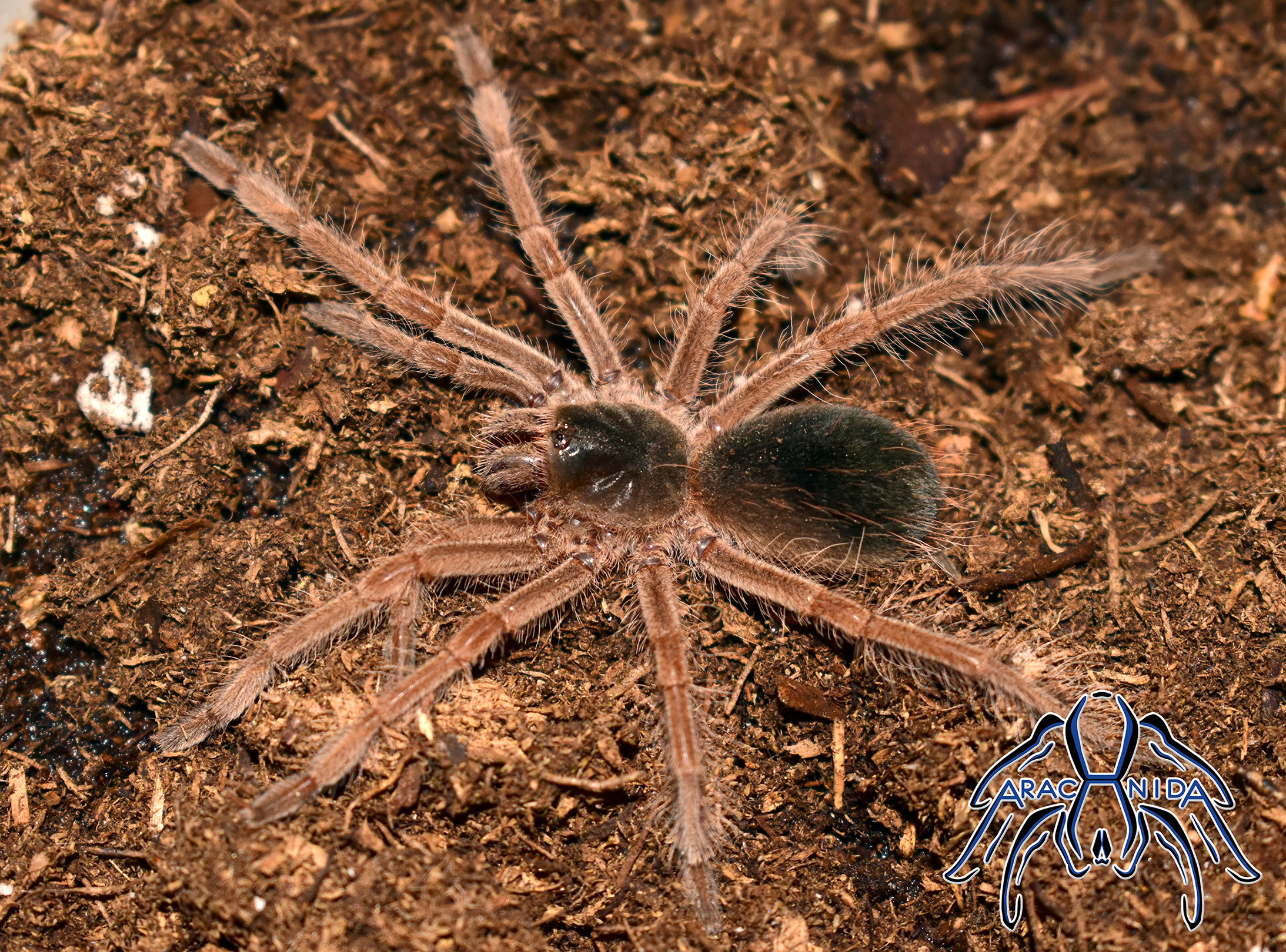 Tarántulas en existencia – ARACHNIDA